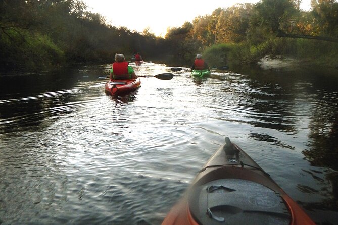 Manatee and Dolphin Kayaking Encounter
