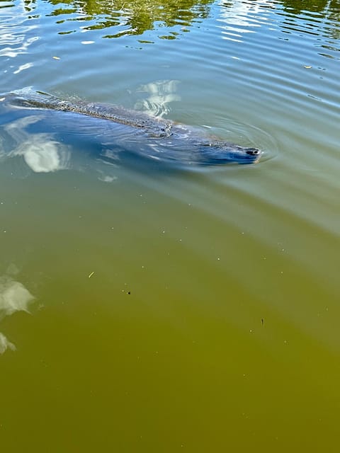 Manatee and Nature Tour of Ormond Beach - Key Points