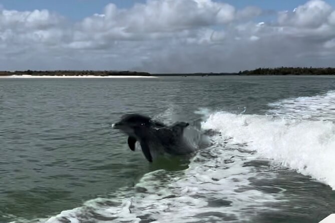 Manatee, Dolphin, and 10,000 Islands Eco Beach Tour by Boat