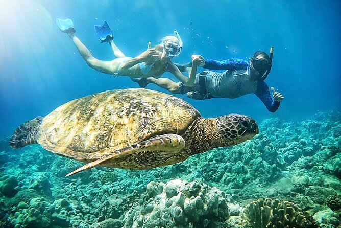 Marine Biologist Guided Snorkel Tour from Shore at Turtle Town - Why This Tour Stands Out