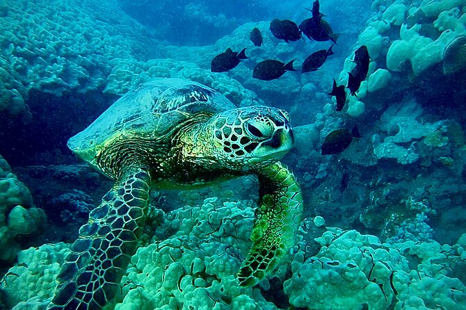 Marine Biologist Guided Snorkel Tour from Shore at Turtle Town - Why This Tour Offers Great Value