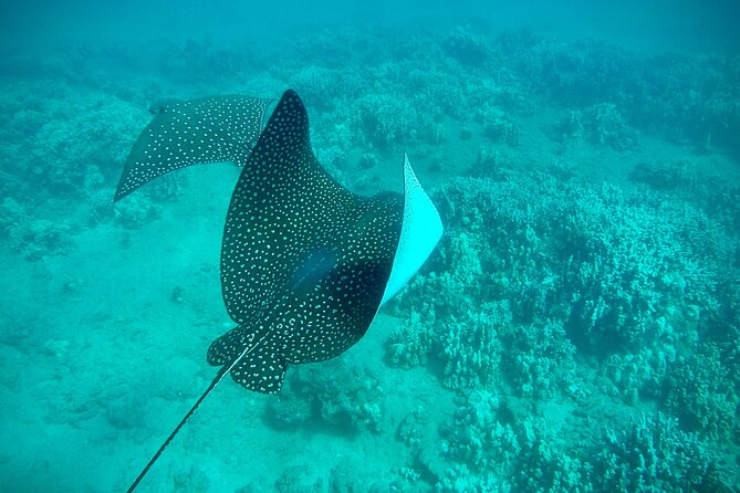 Marine Biologist Guided Snorkel Tour from Shore at Turtle Town - Who Should Book This Tour?