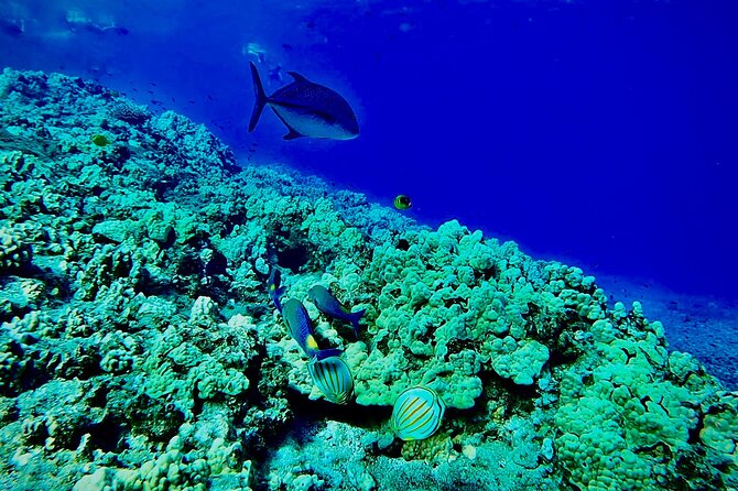 Marine Biologist Guided Snorkel Tour from Shore at Turtle Town - Final Thoughts