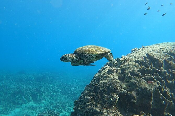 Marine Ecology Snorkel from Electric Beach Oahu with Photos - In-Depth Review of the Experience  