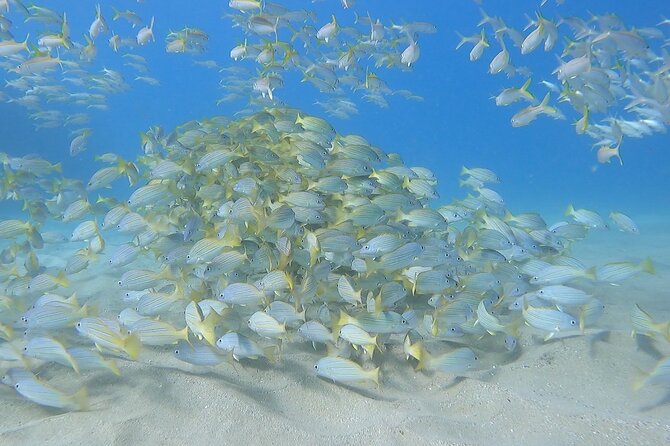 Marine Ecology Snorkel from Electric Beach Oahu with Photos - Why This Tour Works Well