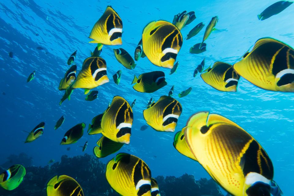 Maui: Beginner Discovery Scuba Dive Excursion from Lahaina - An Honest Look at the Maui Discovery Scuba Experience