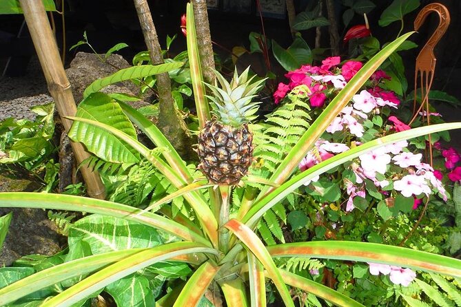 Maui Island Private Day Tour - Frequently Asked Questions