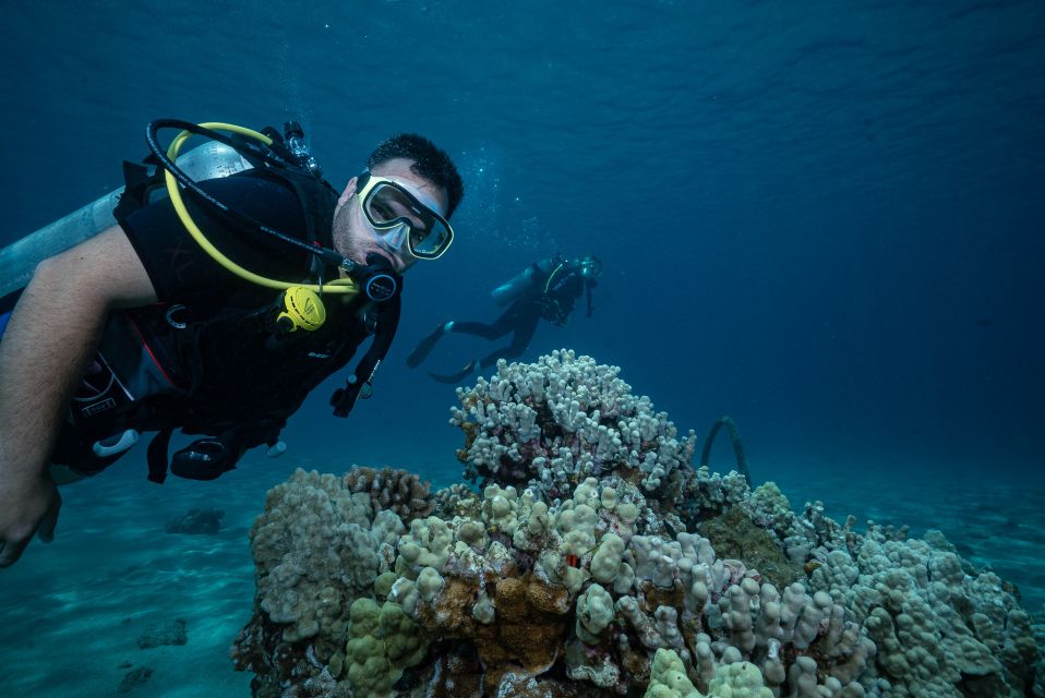 Maui: Small Group Shark & Turtle Scuba Dive from Shore - Why Is Mala Wharf a Special Dive Site?