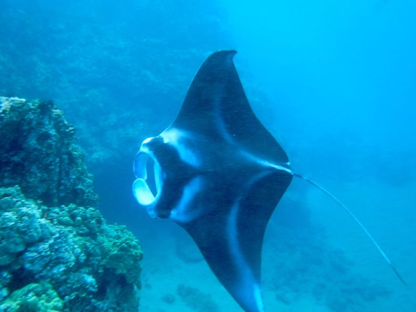 Maui: Turtle Town Kayak and Snorkel Tour