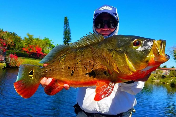 Miami Airport Lakes Peacock Bass Fishing Trip (1 to 4 ppl) - Key Points