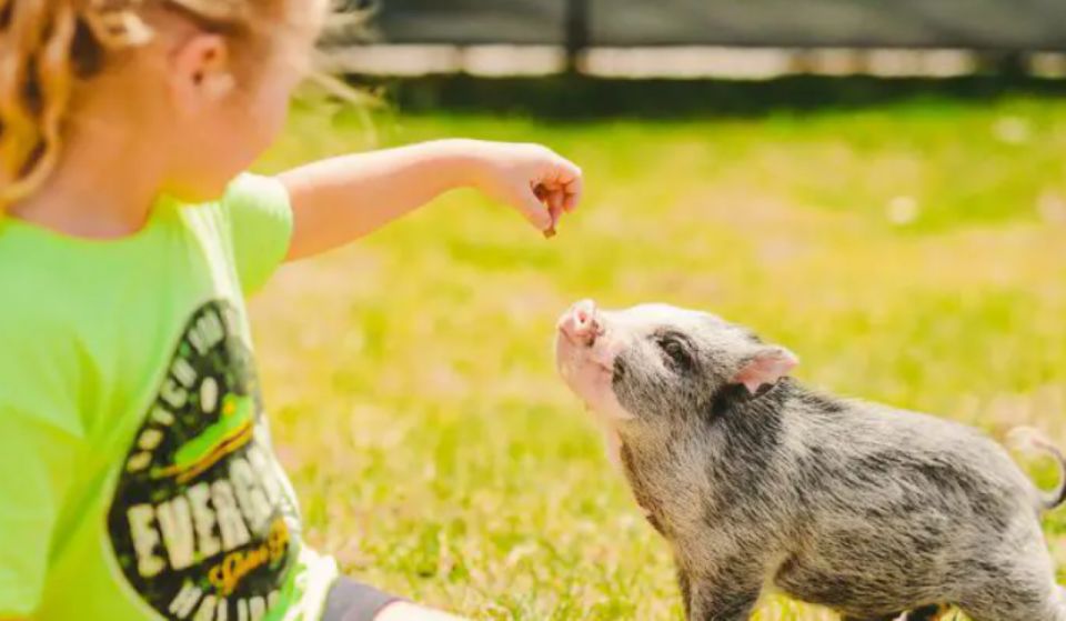 Miami Beach: Everglades Airboat Tours and Rides - Key Points