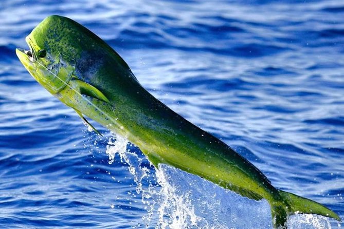 Miami Deep Sea Fishing Charters - The Sum Up