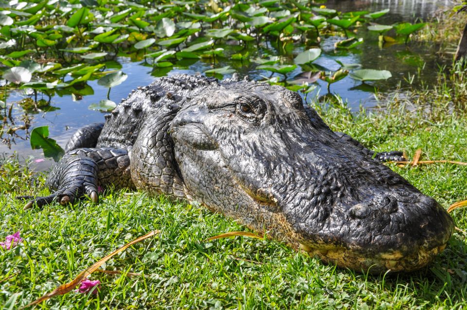 Miami: Everglades Safari Park Airboat Tour - What Makes This Tour Stand Out?