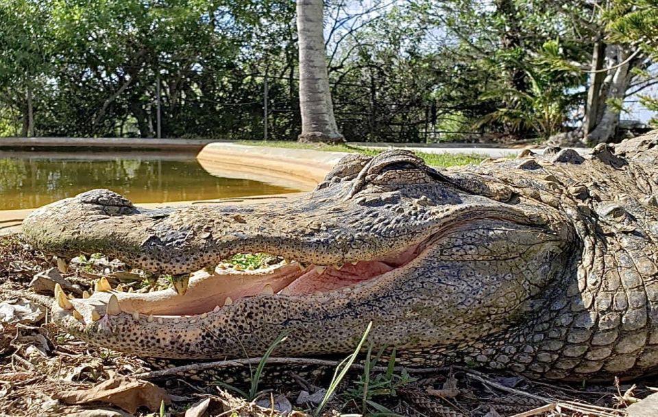 Miami: Original Everglades Airboat Tour & Alligator Exhibit - The Alligator Exhibit & Animal Show