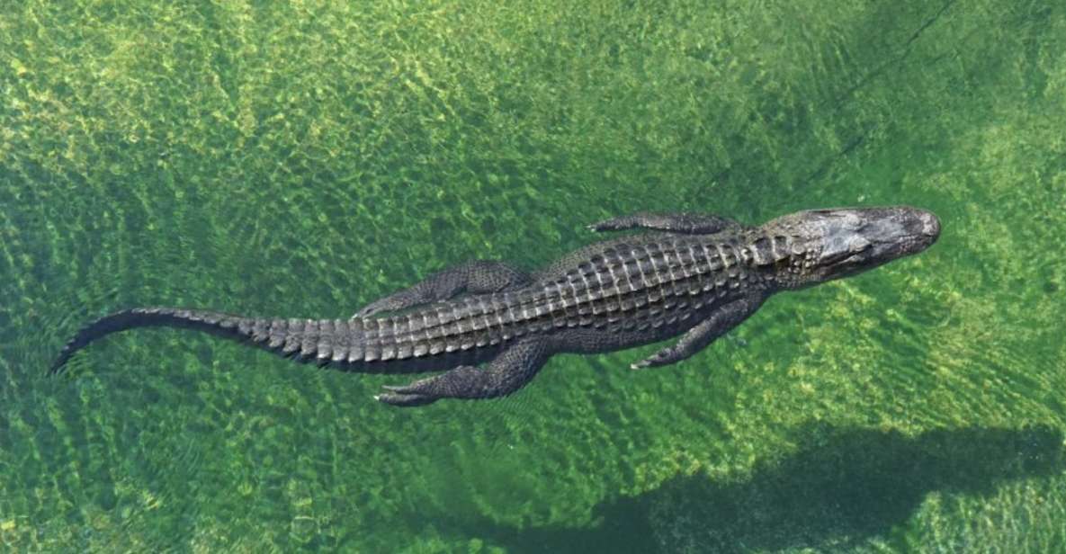 Miami: Small Group Tour w/Everglades, Little Havana & Cruise - The Art Deco District: Architecture and Coastal Beauty