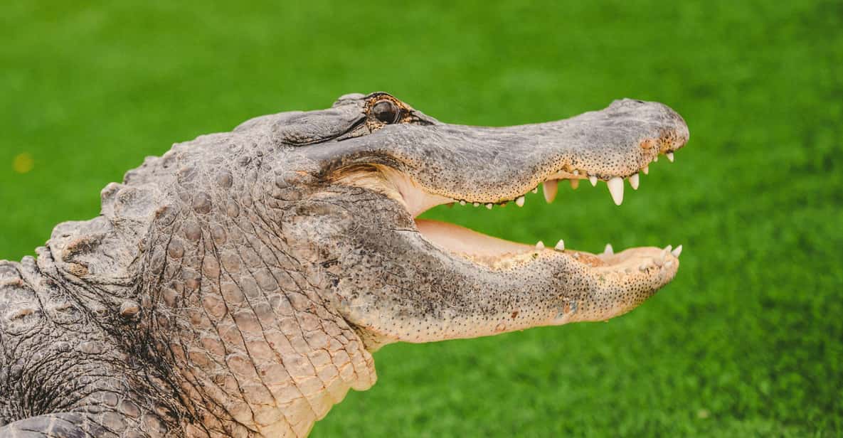 Miami: Wild Everglades Airboat Ride and Gator Encounters - An Overview of the Tour Experience