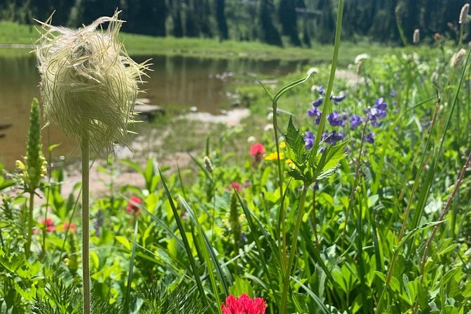 Mount Rainier Full Day Private Tour and Hike