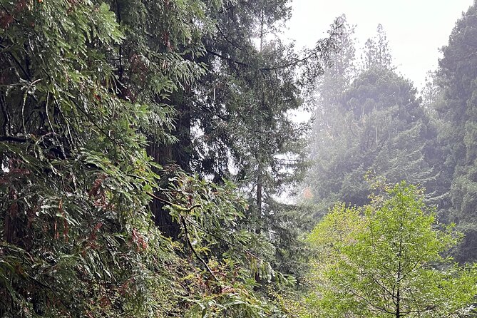 Muir Woods and Sausalito Private Tour - Who Is This Tour Best For?