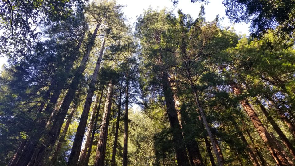 Muir Woods, Sausalito and Ferry back to Fisherman's Wharf - Key Points