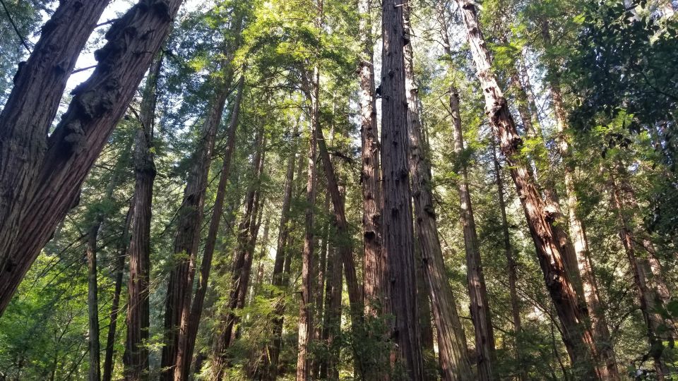 Muir Woods, Sausalito and Ferry back to Fisherman's Wharf - Authentic Insights from Reviews