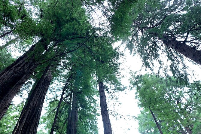 Muir Woods, Sausalito and Golden Gate Bridge - Overall Value and Practical Tips