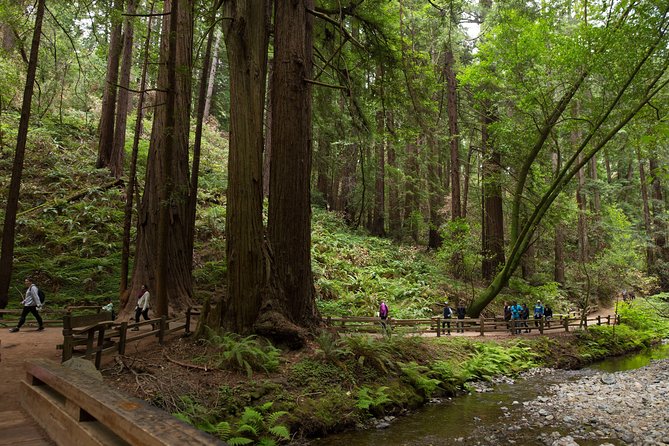 Muir Woods & Sausalito (Return by Bus or Ferry) - What to Expect from the Tour