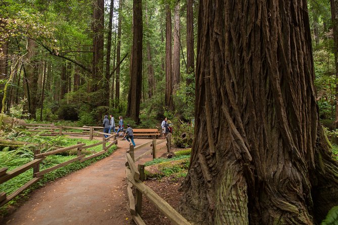 Muir Woods & Sausalito (Return by Bus or Ferry) - Transport and Comfort