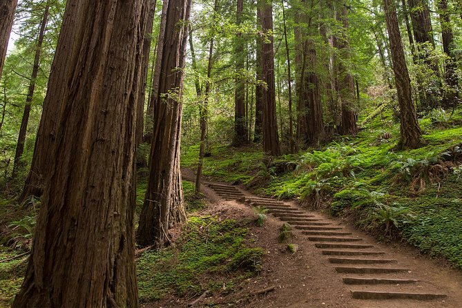 Muir Woods & Sausalito (Return by Bus or Ferry) - Authentic Experiences Shared by Travelers
