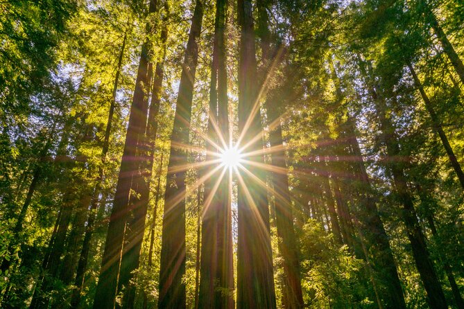 Muir Woods & Sausalito Tour + Hop-On Hop-Off Tour - Price and Value Consideration