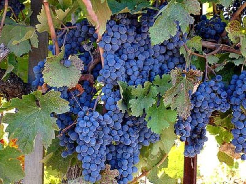 Napa: Francis Ford Coppola Winery Private Tour and Tasting