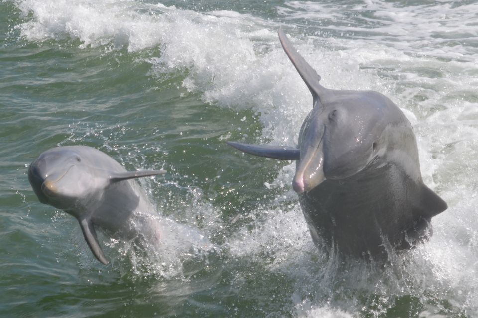 Naples, FL: Manatee, Dolphin, 10,000 Islands Beach Eco Tour