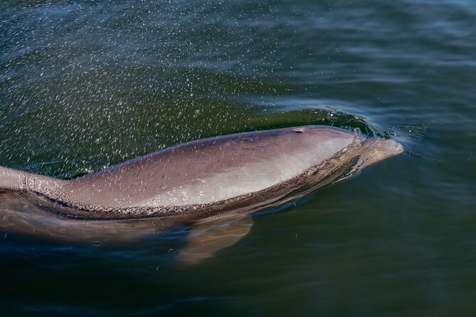 National Park Pedal Kayak Tours in New Smyrna Beach