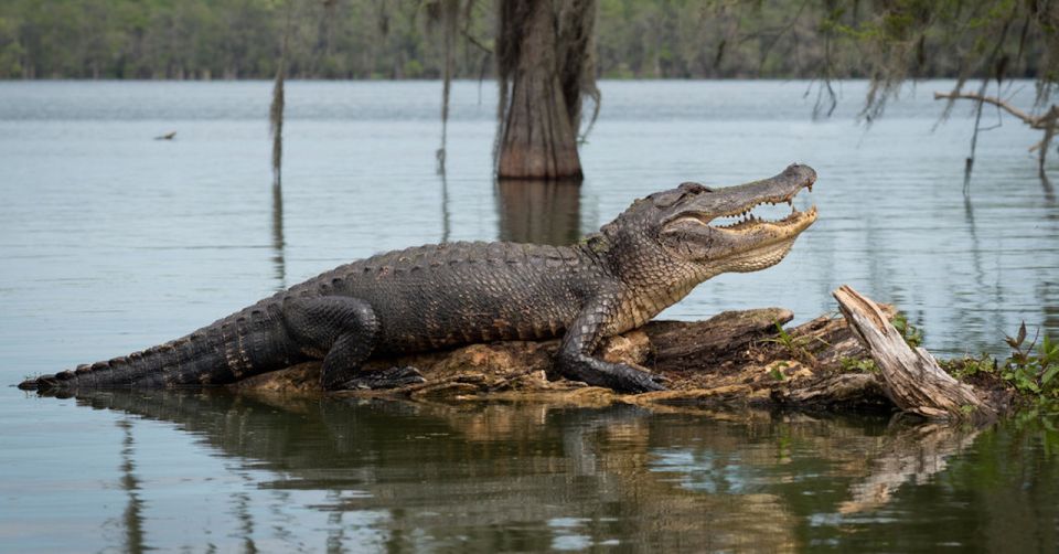 New Orleans: 16 Passenger Airboat Swamp Tour - An In-Depth Look at the Experience