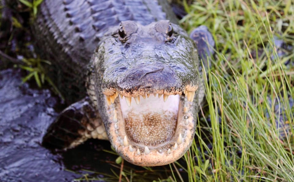 New Orleans: 6 Passenger Premium Airboat Swamp Tour - The Private Property Advantage