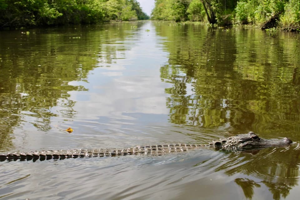 New Orleans: 6 Passenger Premium Airboat Swamp Tour - The Sum Up
