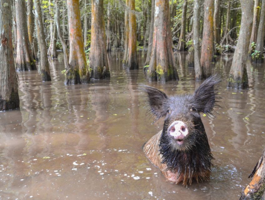New Orleans: Airboat or Pontoon Boat Cruise with Transfers - Choosing Between an Airboat and a Pontoon