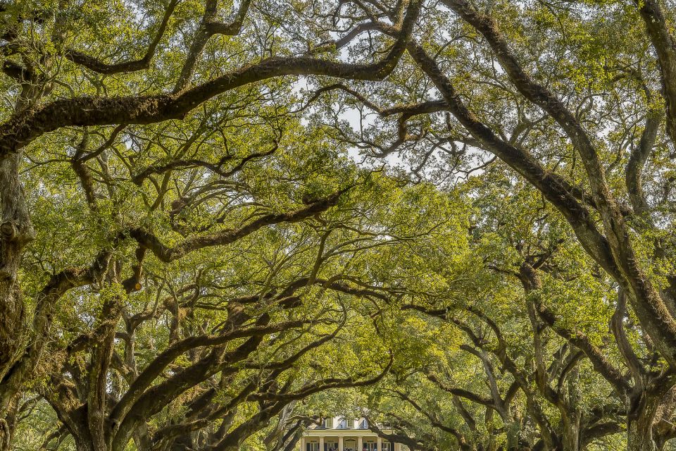 New Orleans: Bayou Swamp Tour and Oak Alley Plantation Tour - Final Thoughts: Who Will Love This Tour?