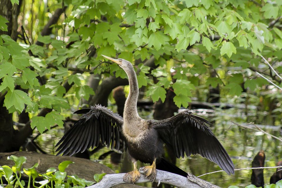 New Orleans: Bayou Swamp Tour and Oak Alley Plantation Tour - FAQs