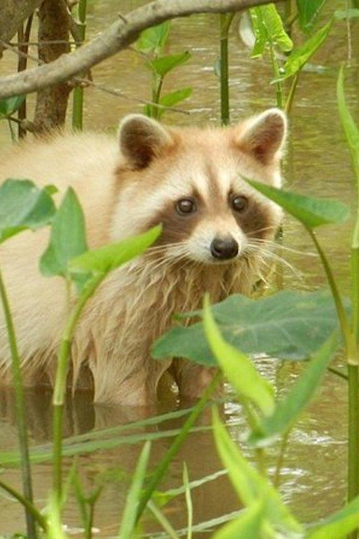 New Orleans: Honey Island Swamp and Bayou Boat Tour - The Value of the Honey Island Swamp Tour