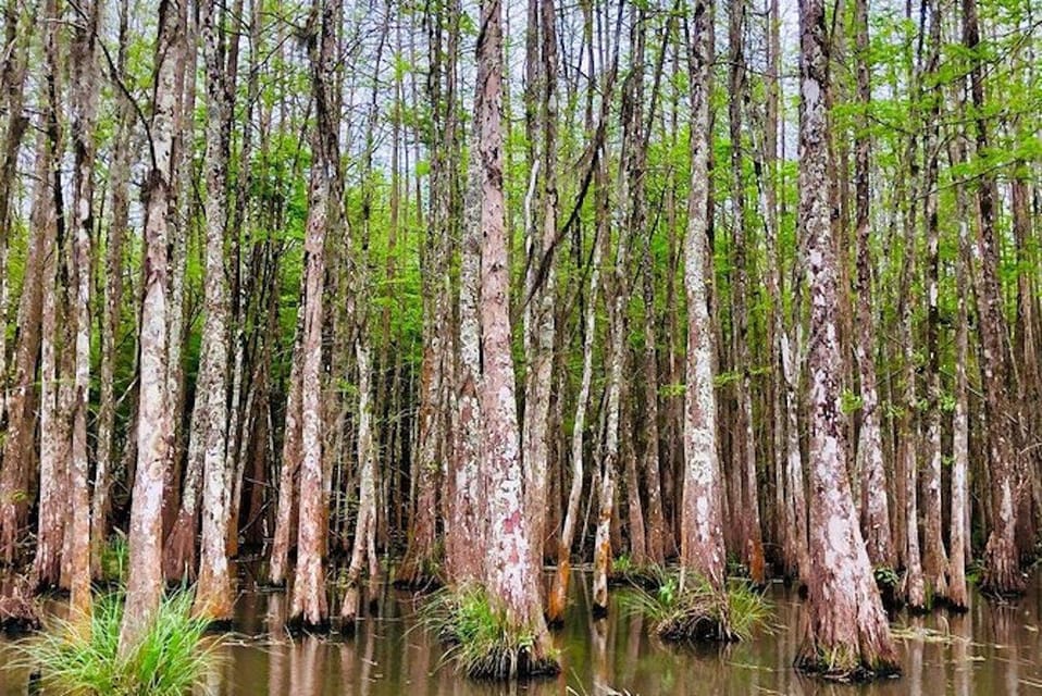 New Orleans: Honey Island Swamp and Bayou Boat Tour - Final Thoughts: Who Should Book This Tour?