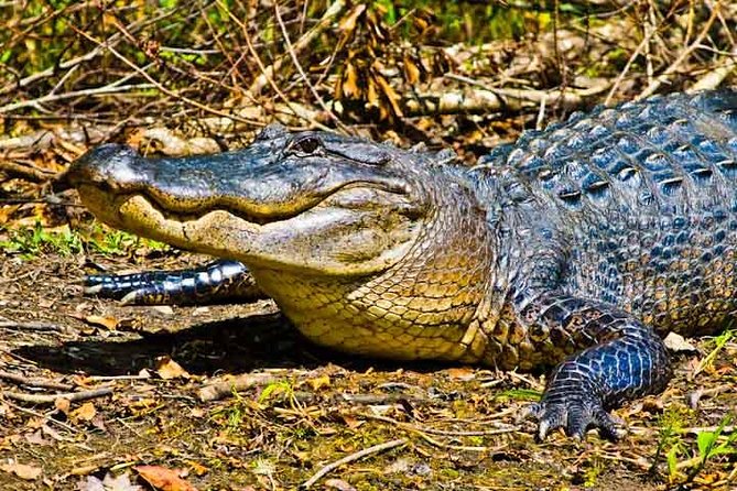 New Orleans Large Airboat Swamp Tour - What to Expect from the Experience
