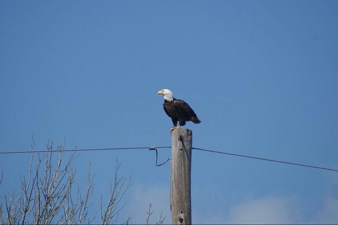 New Orleans Small-Group Airboat Swamp Tour - Comfort and Safety