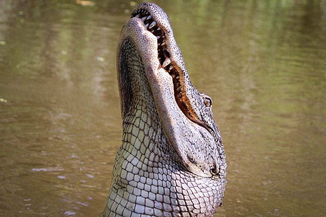 New Orleans Swamp Tour Boat Adventure with Transportation
