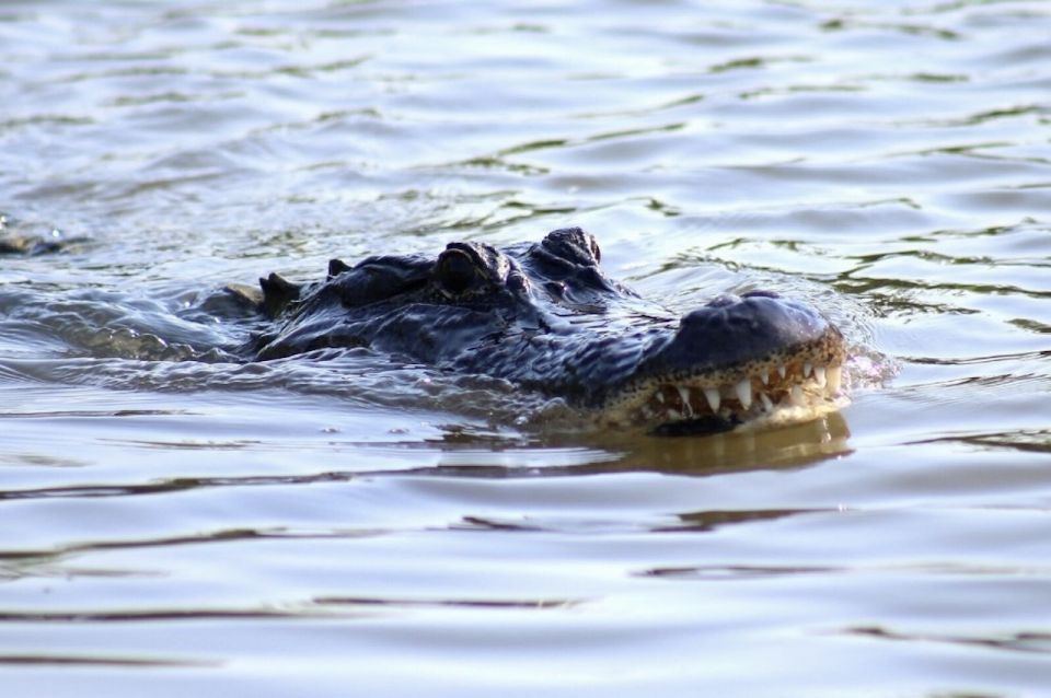 New Orleans: Swamp Tour on Covered Pontoon Boat - A Deep Dive into the Swamp Tour Experience
