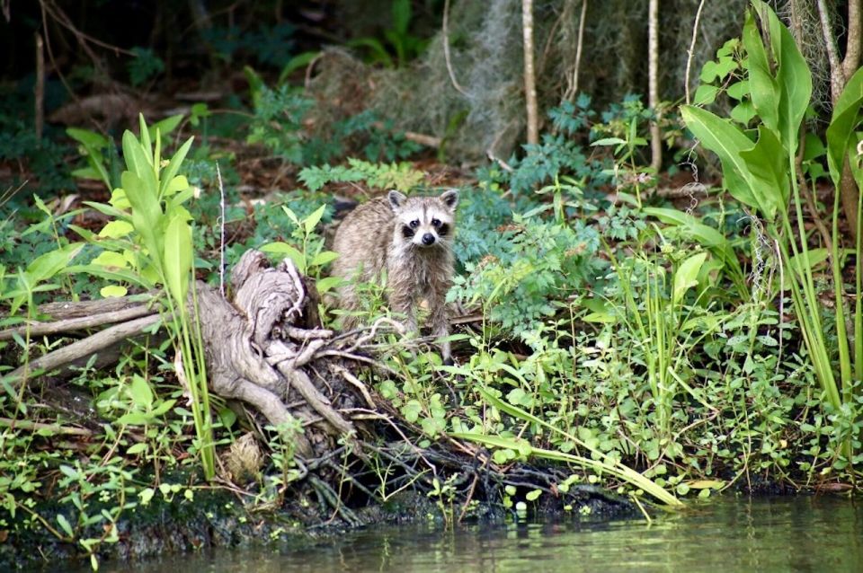 New Orleans: Swamp Tour on Covered Pontoon Boat - The Sum Up