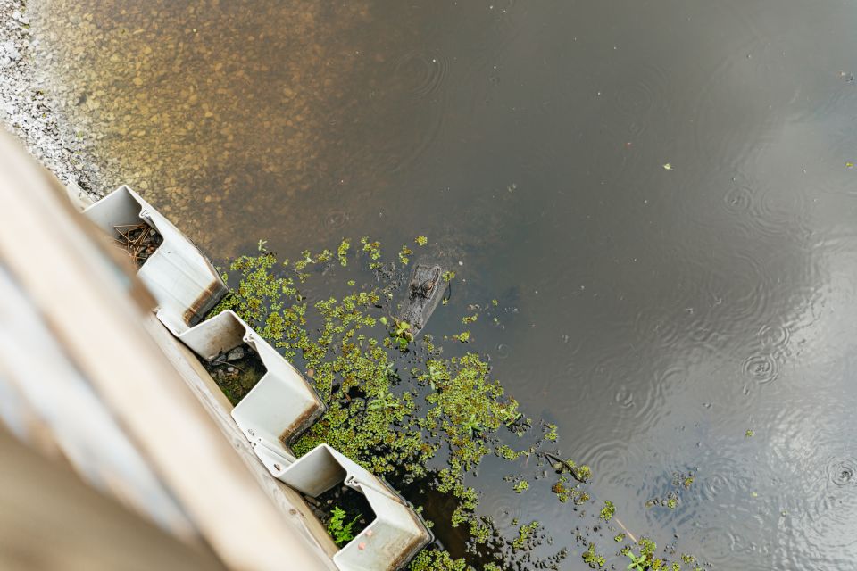 New Orleans: Swamp Zipline Tour - What We Love About the Tour