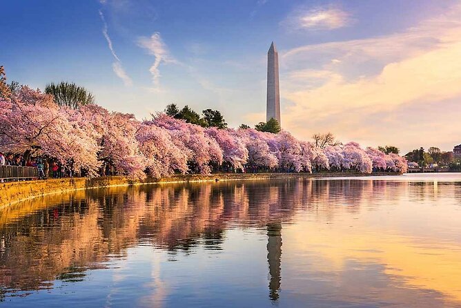New York to Washington D.C. Spring Cherry Blossom Full-Day Tour - Key Points