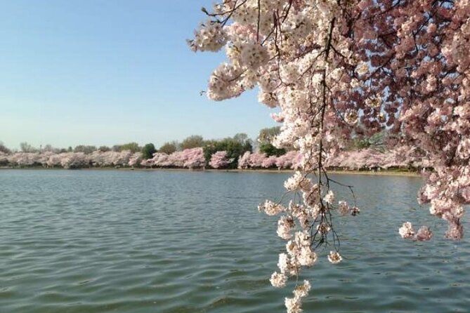 New York to Washington D.C. Spring Cherry Blossom Full-Day Tour - First Stop: The Jefferson Memorial