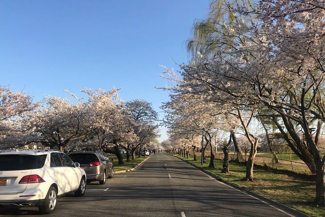 New York to Washington D.C. Spring Cherry Blossom Full-Day Tour - The Core Experience: East Potomac Park & Hains Point Loop Trail