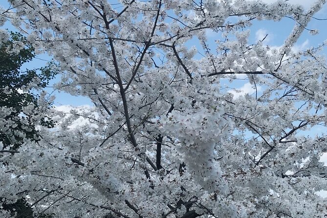 New York to Washington D.C. Spring Cherry Blossom Full-Day Tour - Returning to New York